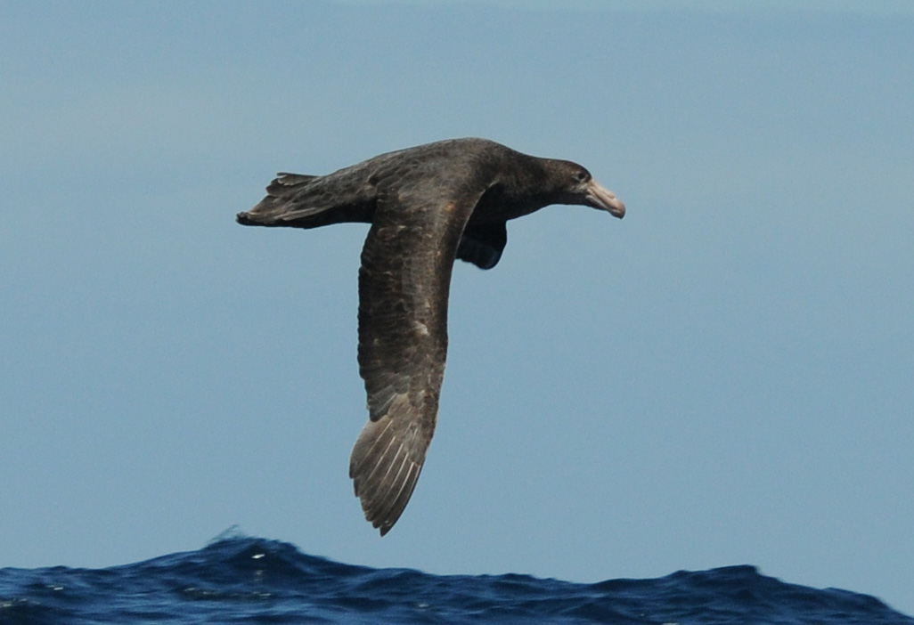 Petrels